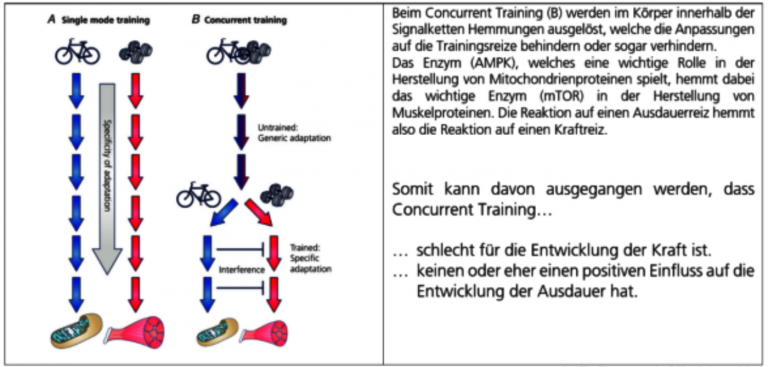 Athletik – Krafttraining in Ausdauersportarten: Alles «Kraftausdauer ...