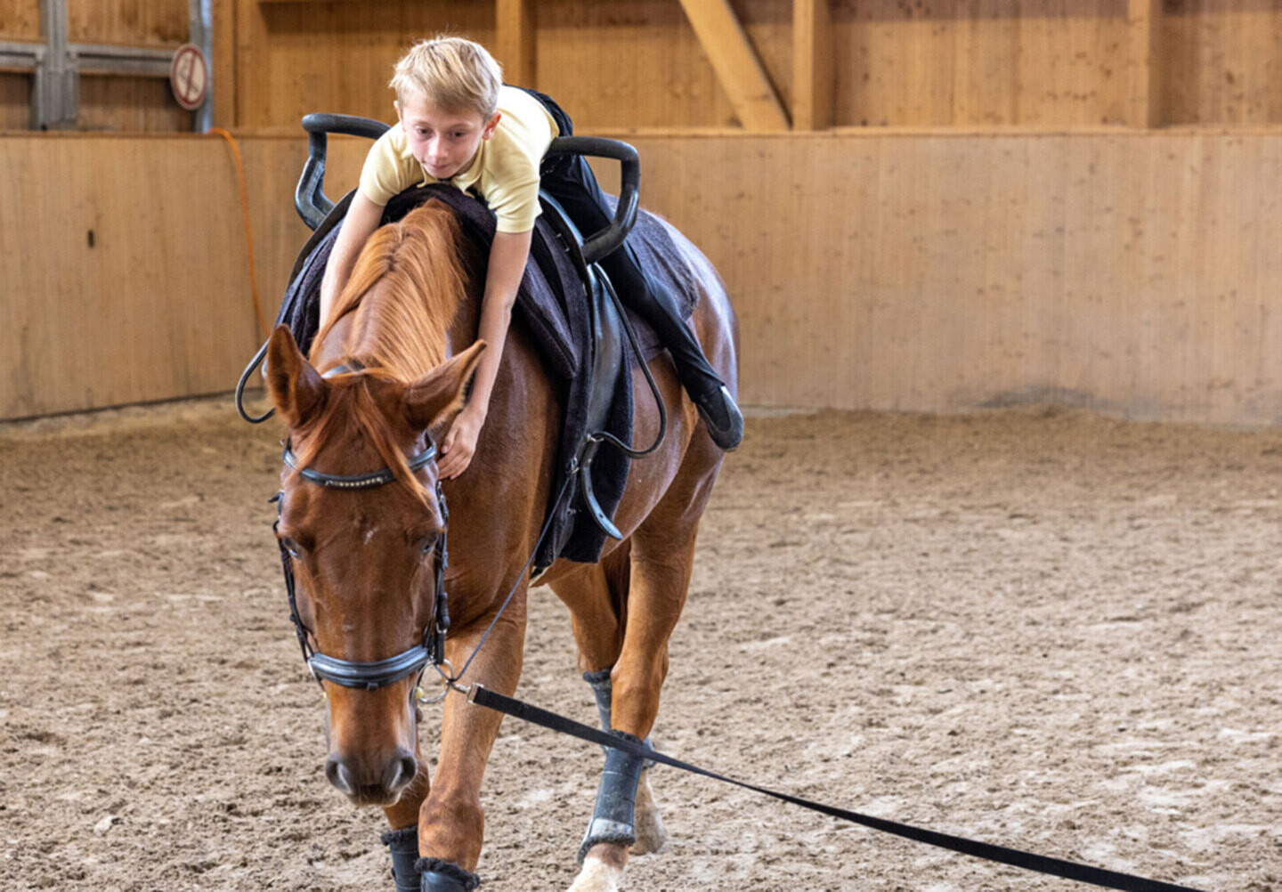 Voltige – Trainingsformen zu den Erscheinungsformen: Emotionen und ...