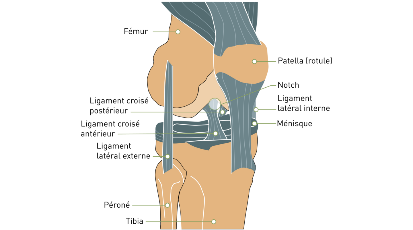 Prévenir les blessures du ligament croisé chez les femmes: La lésion du ...