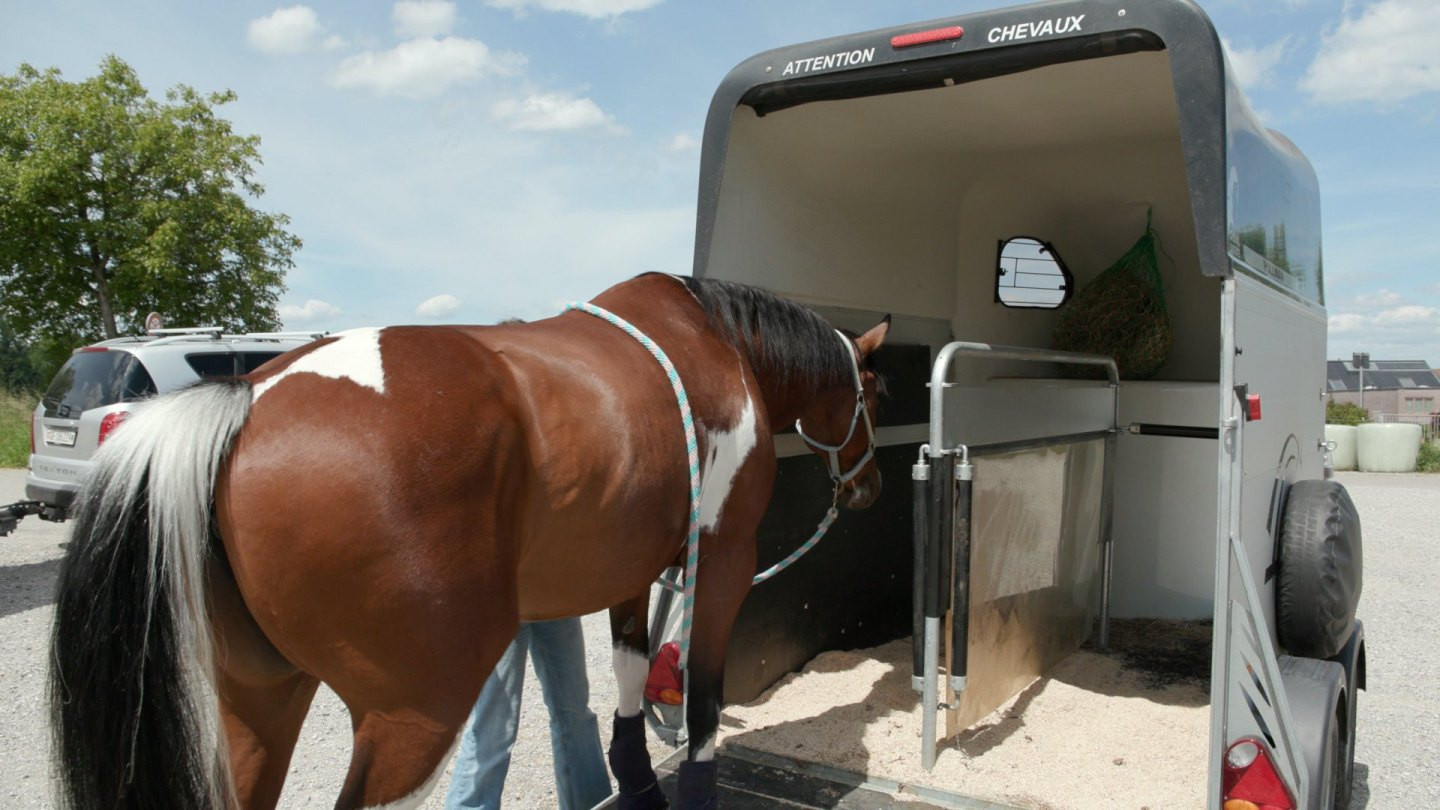 Reiten – Trainingsformen: 1. Einen sicheren, respekt- und ...