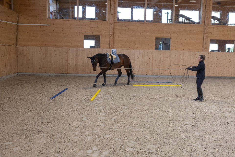 Reiten – Trainingsformen: 7. Das Pferd vielseitig und gesunderhaltend ...